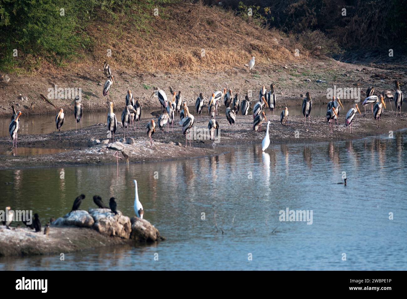 Leopard in action hi-res stock photography and images - Alamy