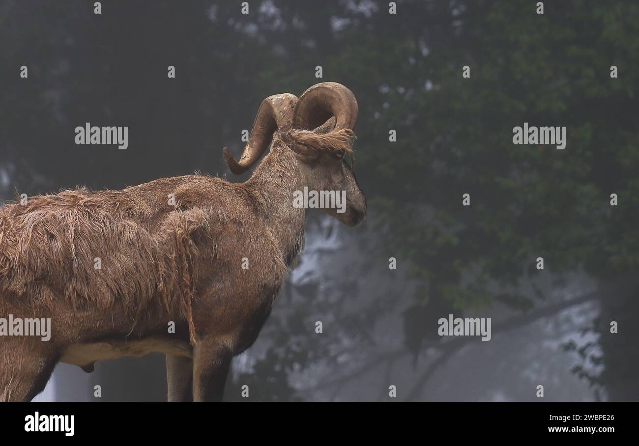 Species of sheep hi-res stock photography and images - Alamy