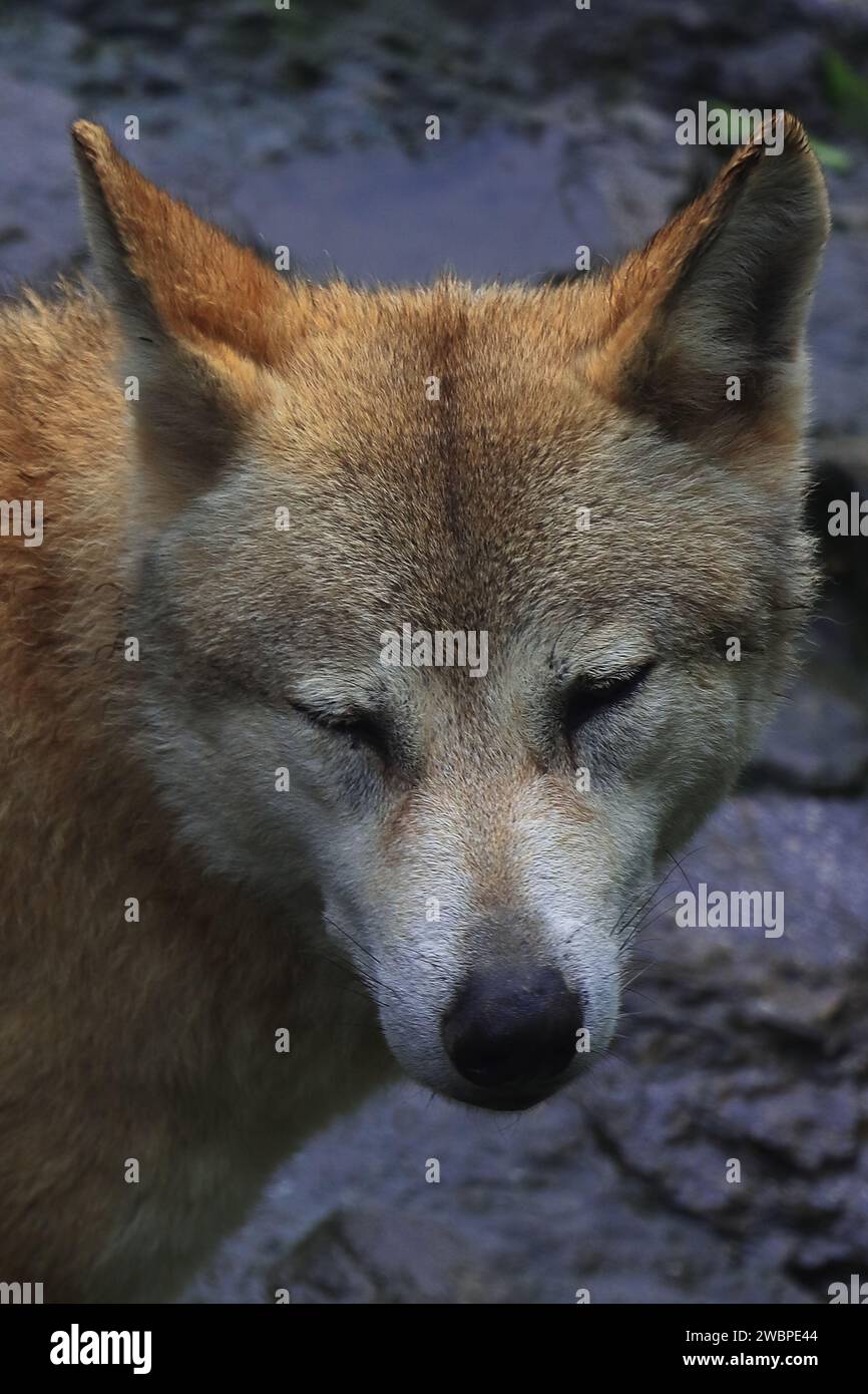 endangered and rare species himalayan wolf (canis lupus chanco) in ...