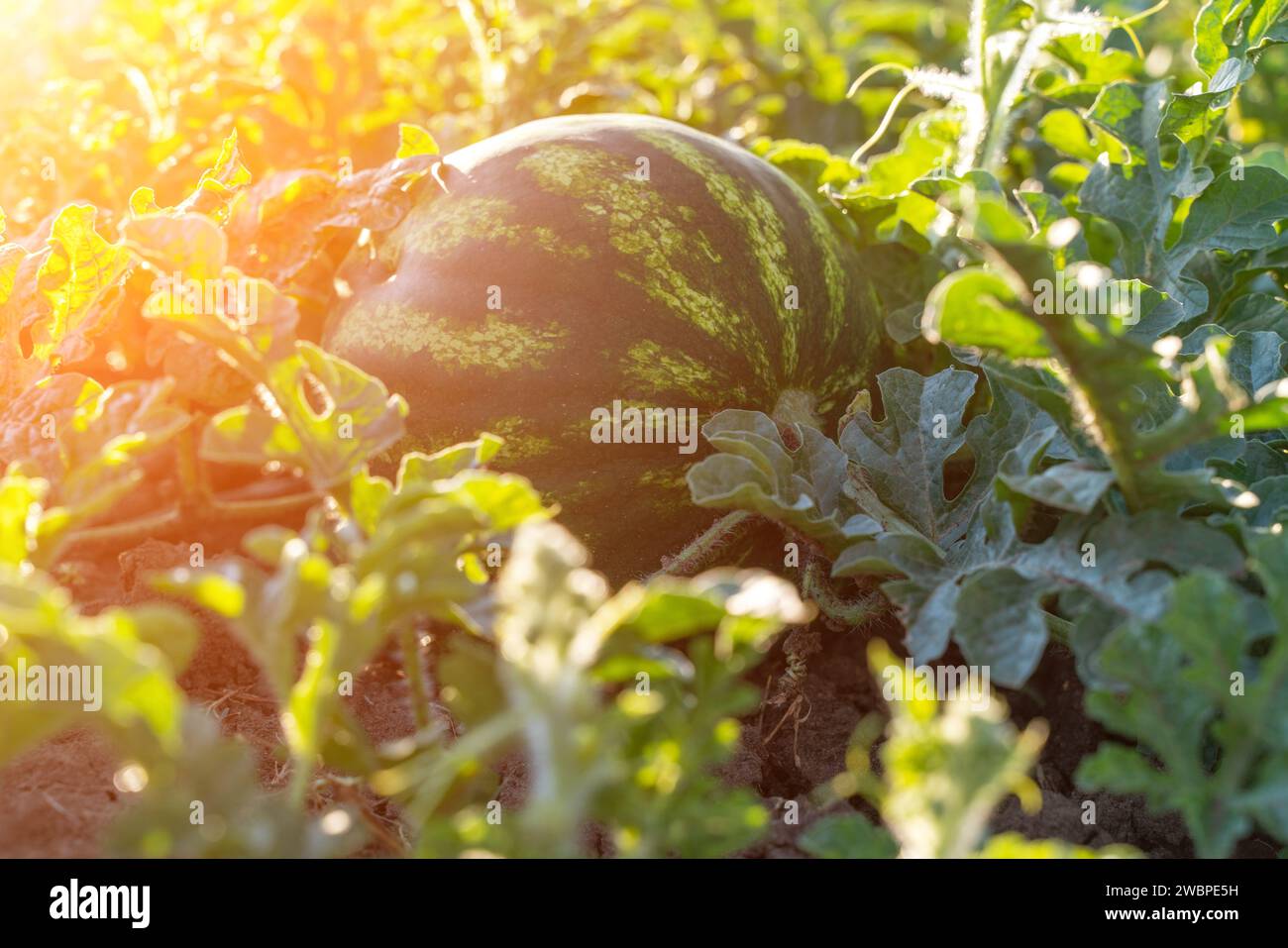 Watermelon grows on a green watermelon plantation in summer ...