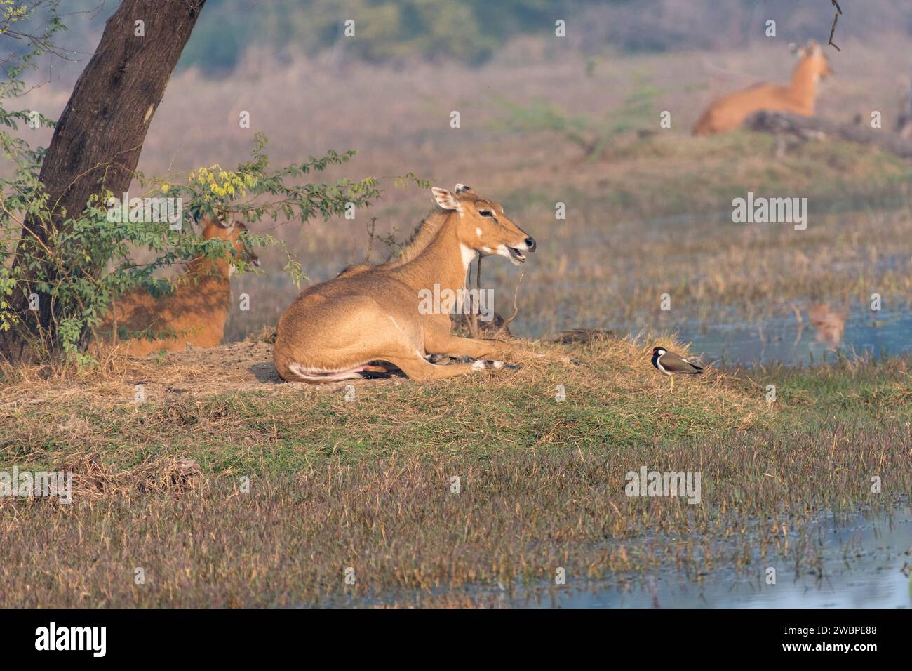 Nilgai antelope sitting relaxed in its habitat Stock Photo - Alamy