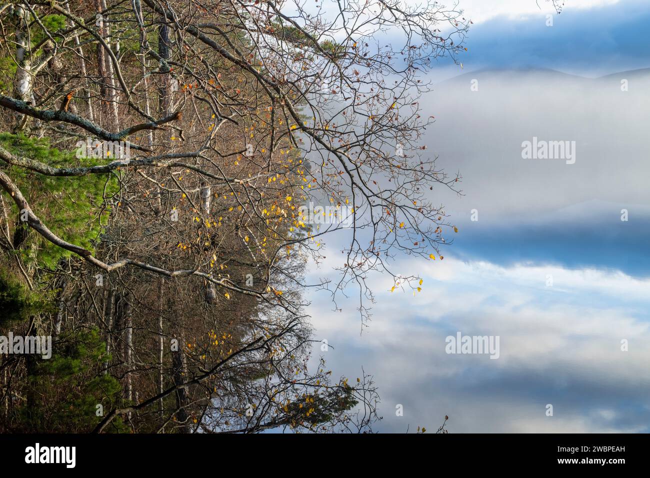 Birch tree branches and clouds reflecting in a loch. Highlands ...