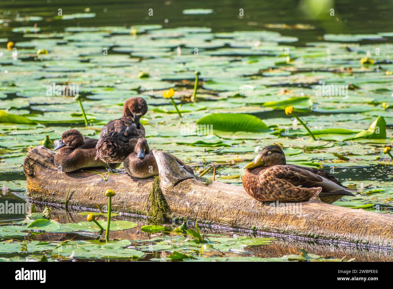 A group of tufted ducks and mallard duck in the wild. Tufted Duck ...