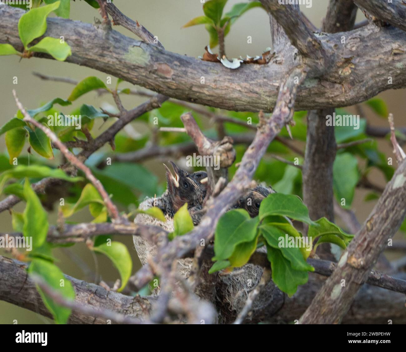 Birds in a nest, Willie Wagtail chicks mouths open waiting to be fed by ...