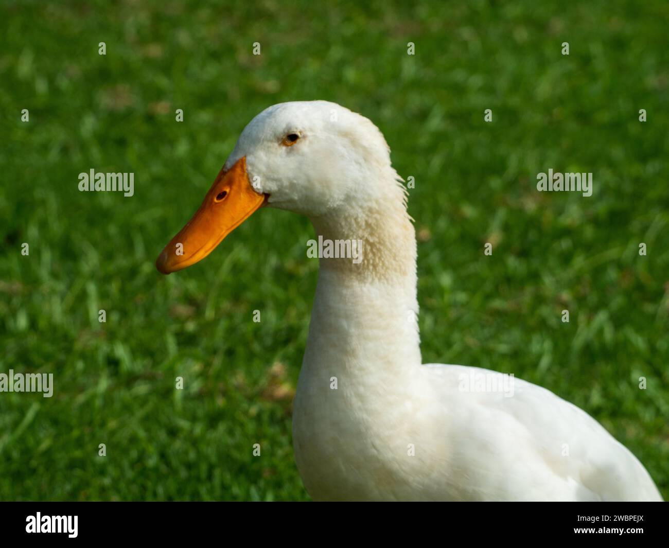 Duck portrait, white feathered bird Stock Photo - Alamy