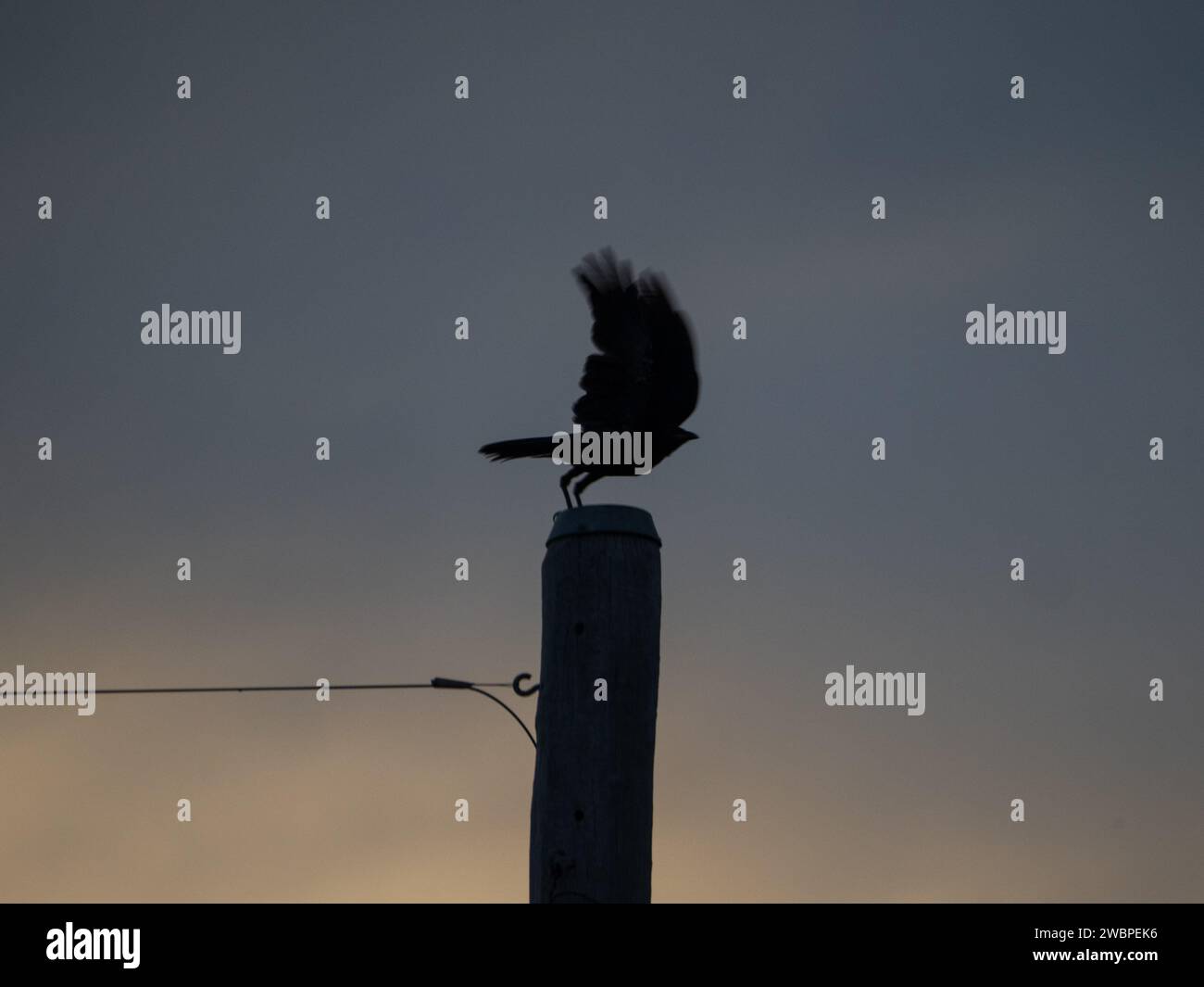 A bird taking flight from a wooden pole at dusk, silhouette, crow ...