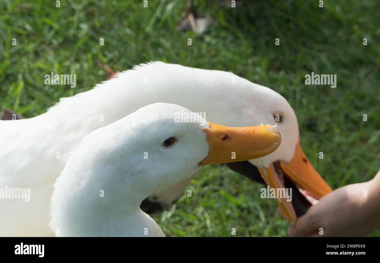 Ducks being hand fed, white feathered birds with yellow orange bills ...
