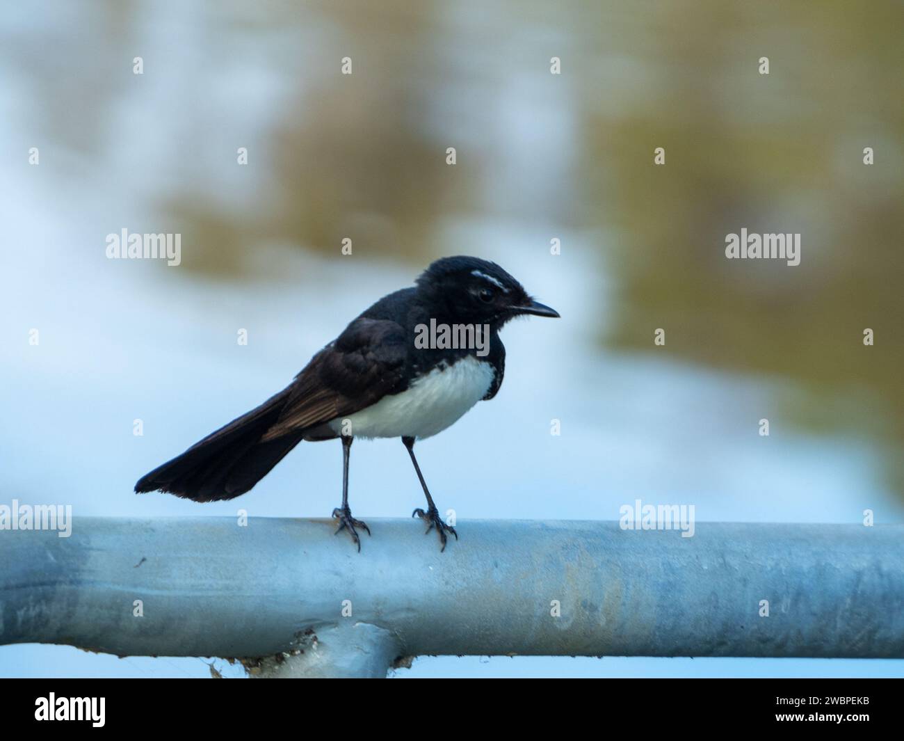 Willy wagtail rhipidura leucophrys hi-res stock photography and images ...