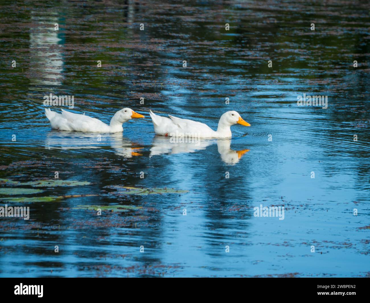 Rippled water two ducks hi-res stock photography and images - Alamy