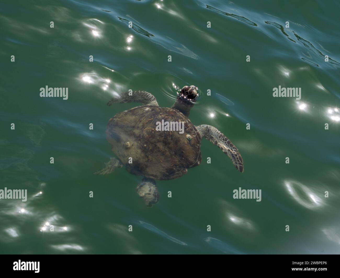 Green Sea Turtle head just above water swimming in sea water at the ...