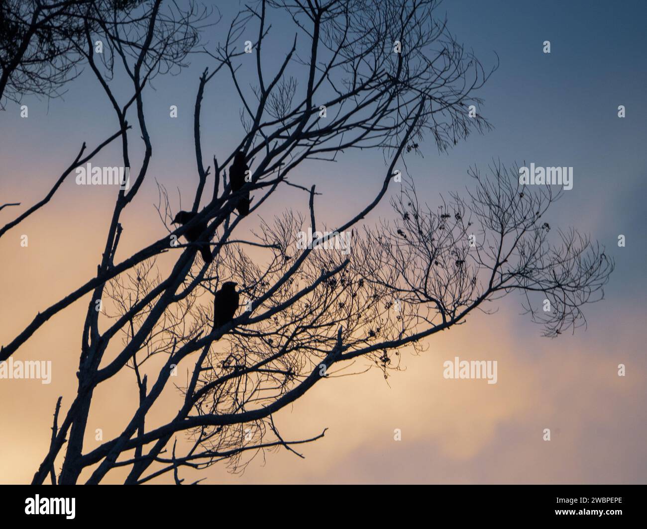 Crows silhouetted in a tree hi-res stock photography and images - Alamy