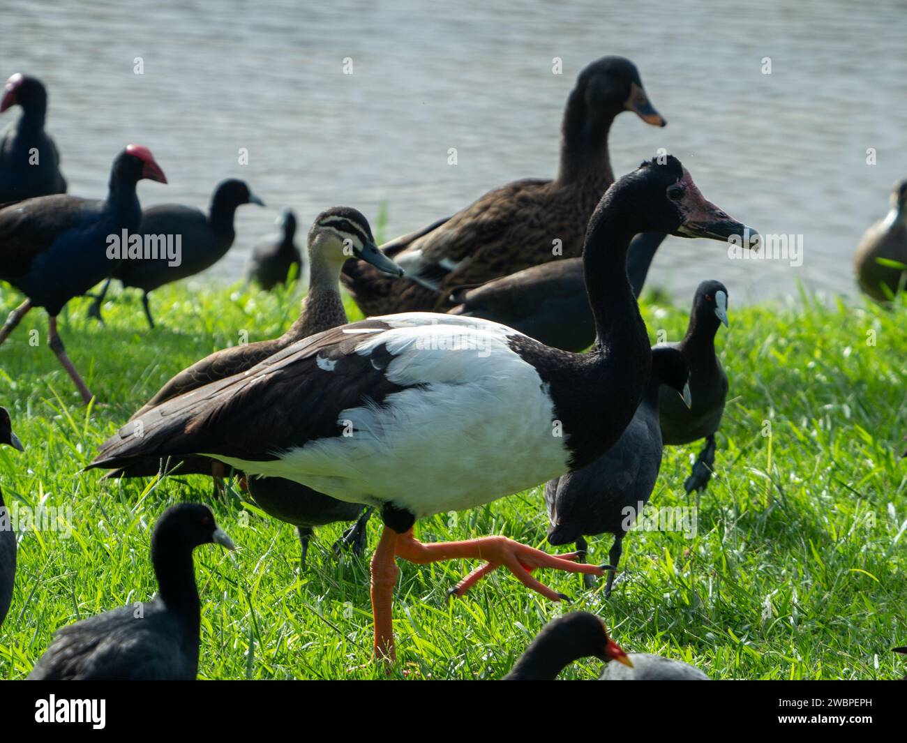 Characteristic knob on the crown hi-res stock photography and images ...