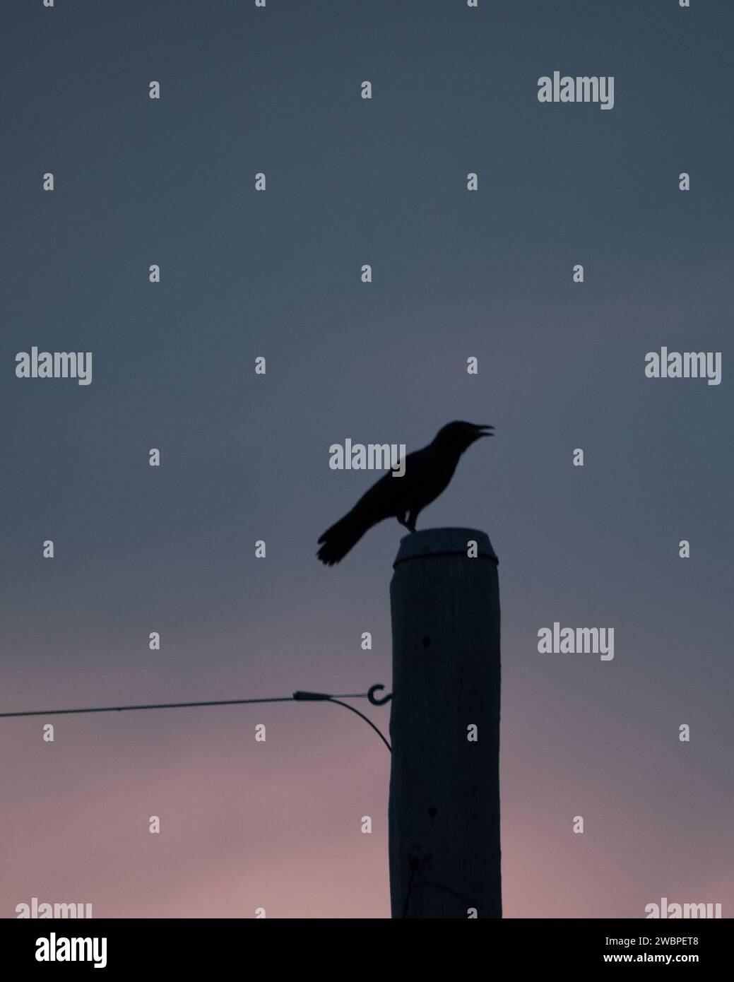 Bird on a pole with mouth open, Australian raven or Crow silhouette ...