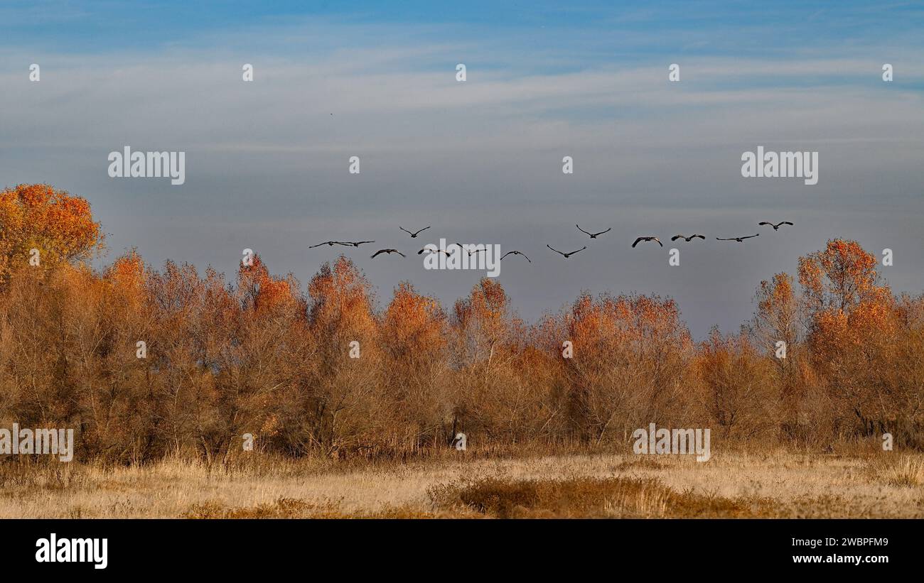 Late Fall Colors at San Luis NWR Stock Photo - Alamy