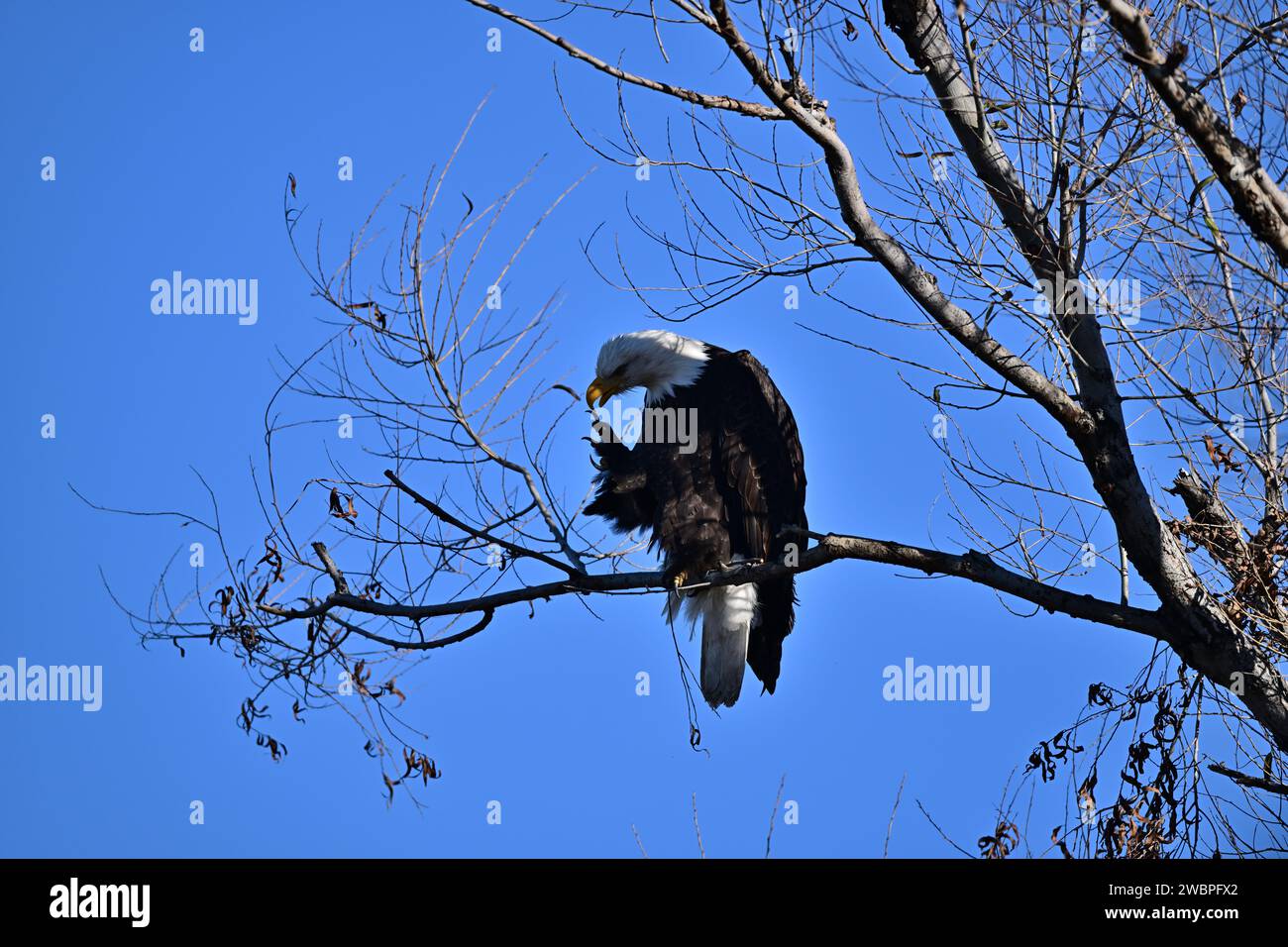 Bald Eagle Kissing Claws - Haliaeetus leucocephalus Stock Photo - Alamy