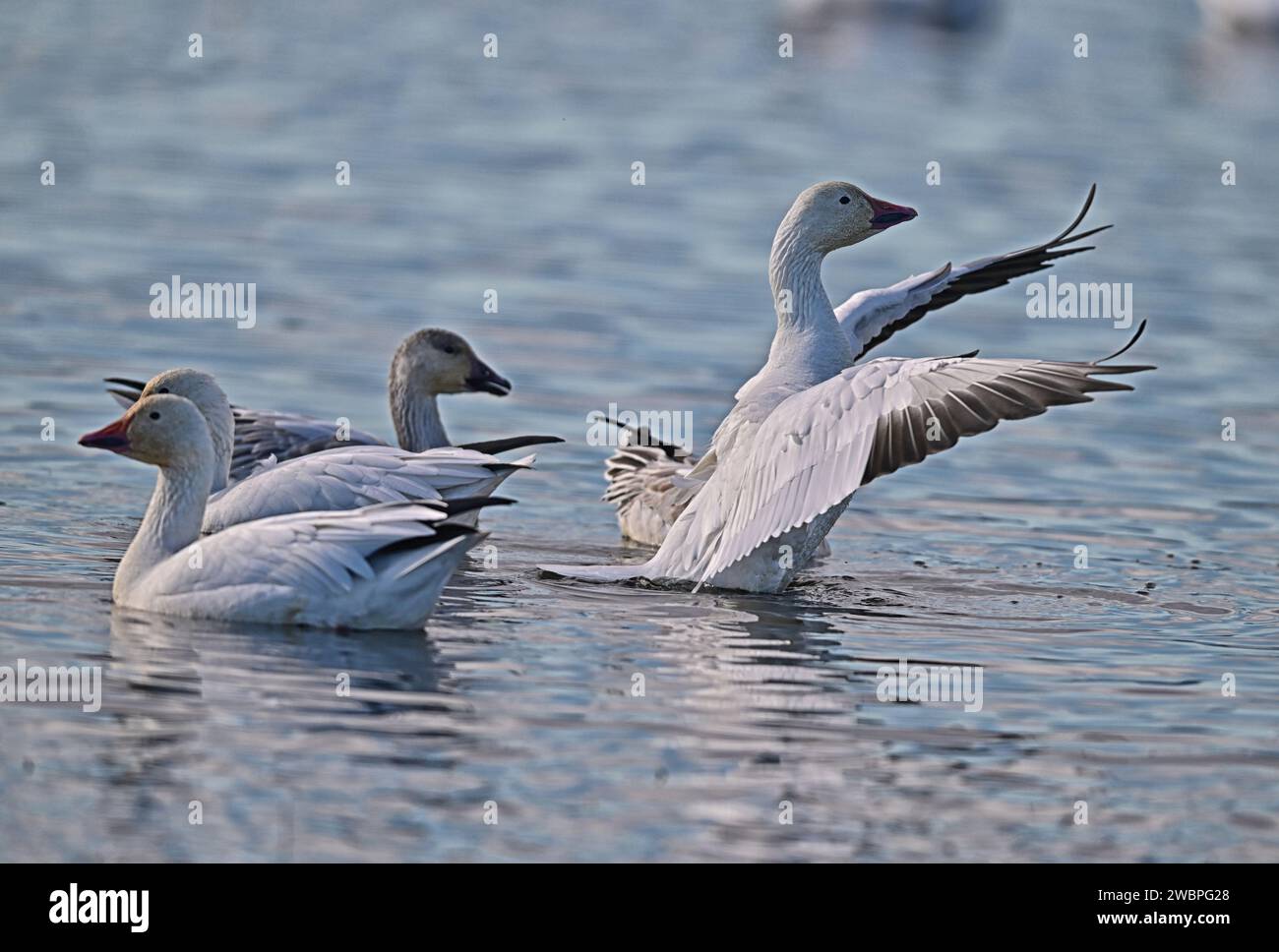 A Gaggle of Snow Geese - flapping Wings Stock Photo - Alamy