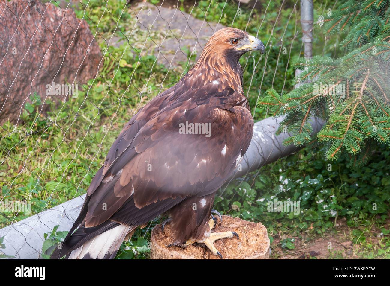Golden Eagle sitting in a cage or aviary. The golden eagle, Aquila ...