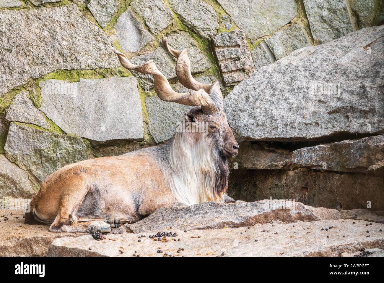 Markhor, Capra falconeri, wild goat native to Central Asia, Karakoram ...
