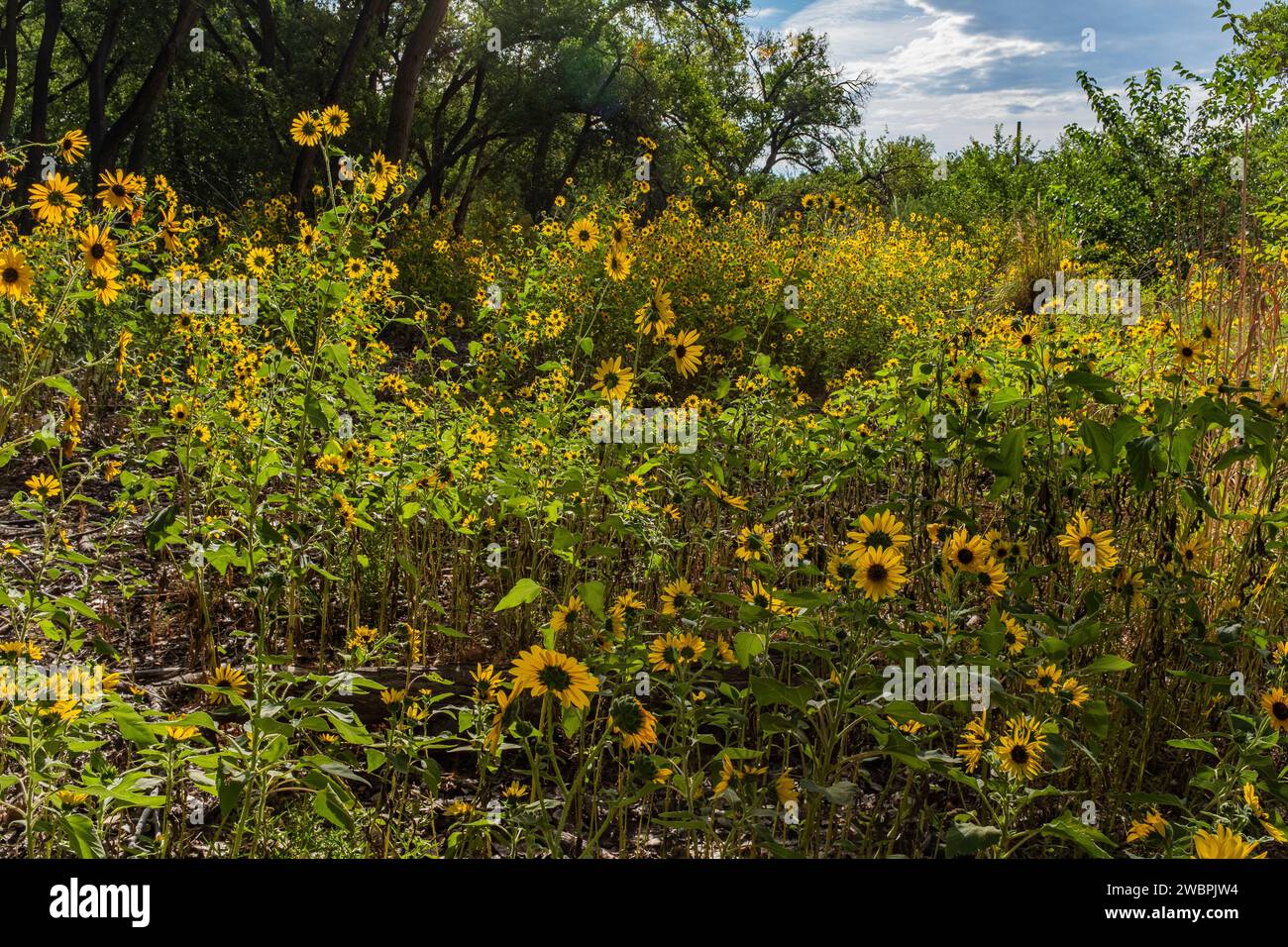 flora along the Rio Grande Bosque through Albuquerque, New Mexico Stock ...