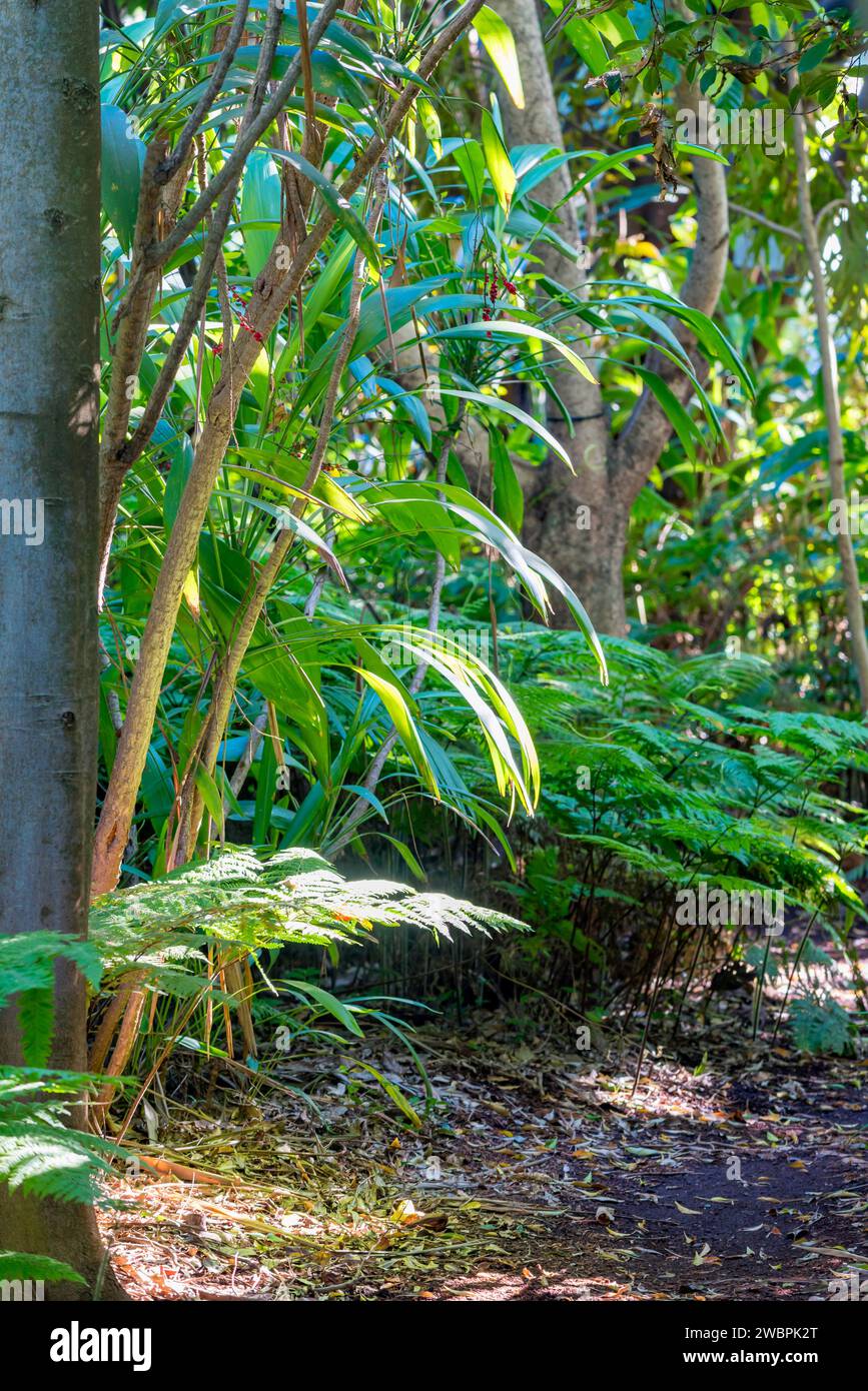 One of the narrow unpaved paths through the Palm Grove in The Royal ...