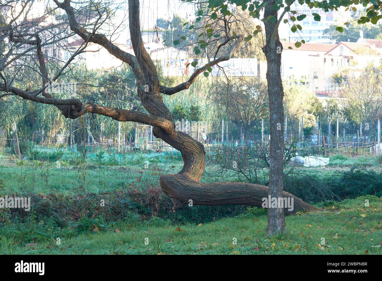 In the Castrelos Vigo park there is this old tree where you can see the ...