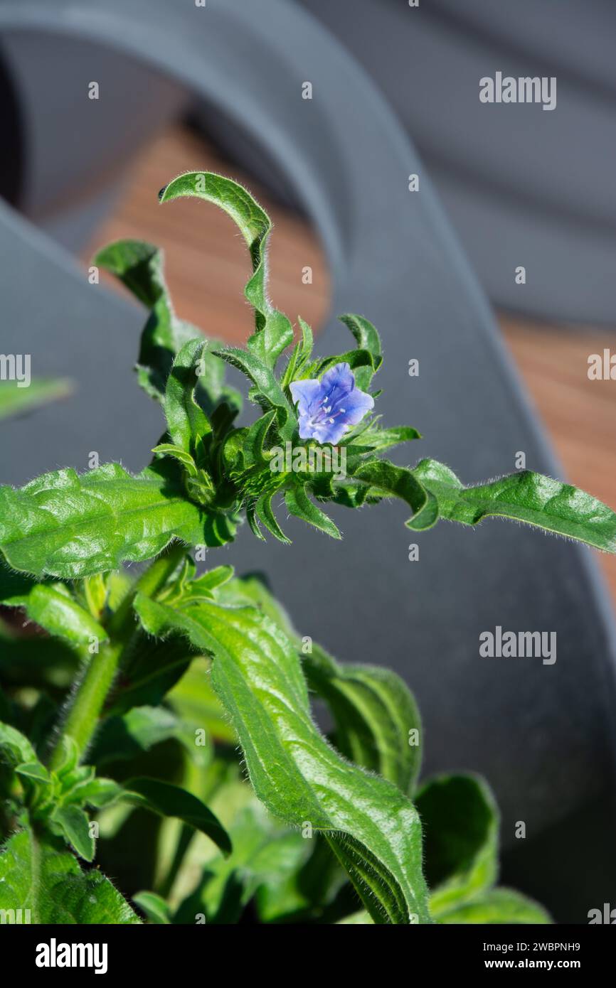 blueweed plant with a tiny blue flower and hairy leaves in the summer ...