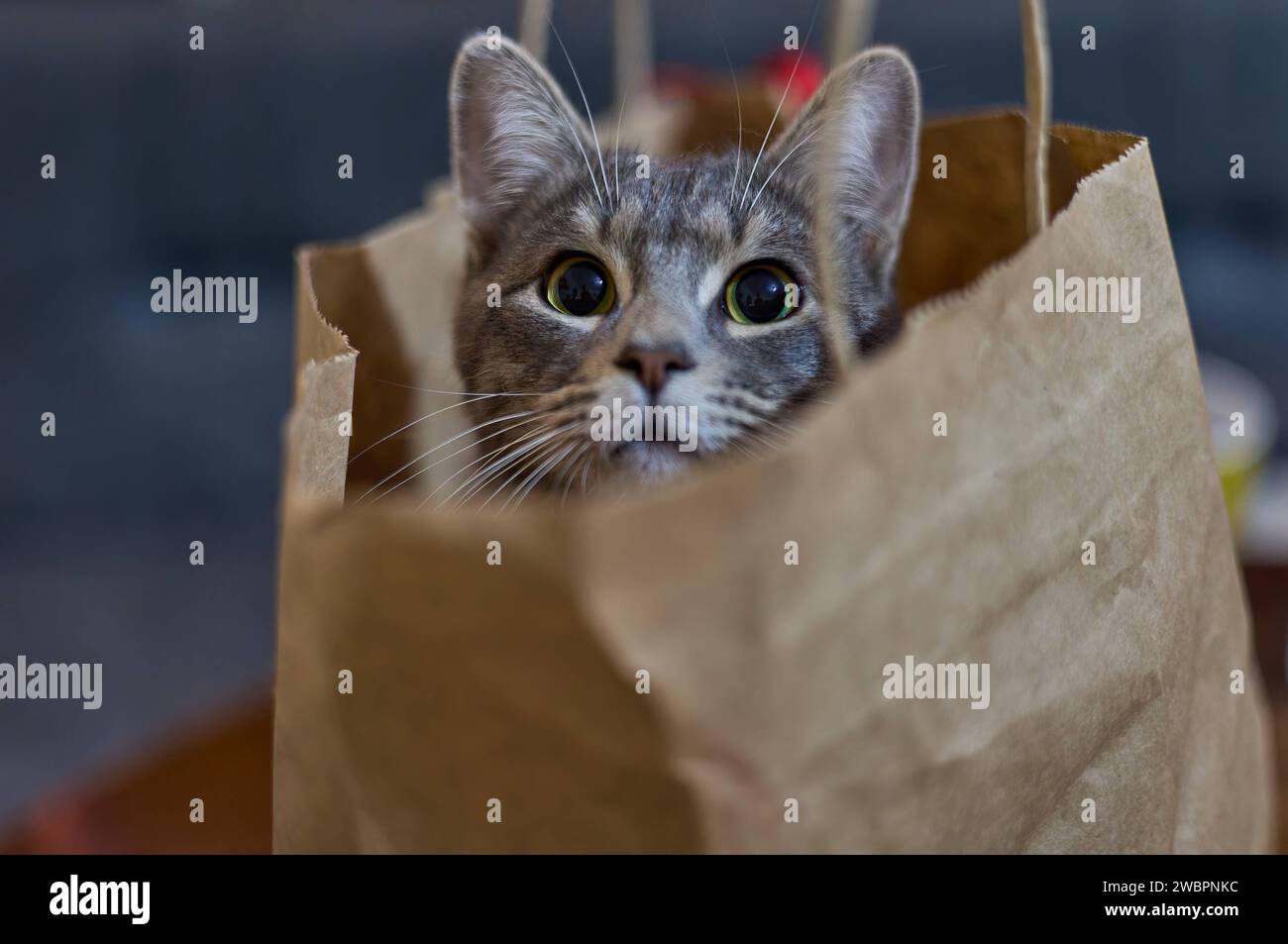 Paper bag head hi-res stock photography and images - Alamy