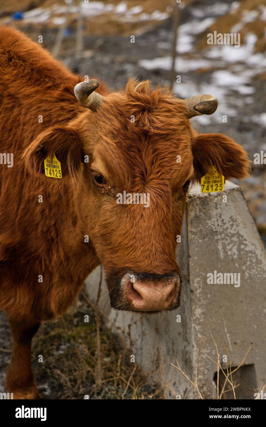 In this captivating image, a majestic brown cow with a sturdy build is ...