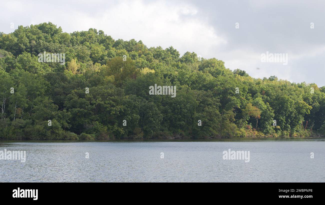 A scenic view of green plants and trees growing along a river on a ...