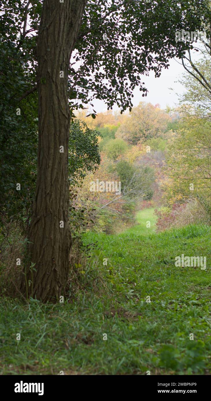 A vertical of a grassy field with green trees and shrubs Stock Photo ...