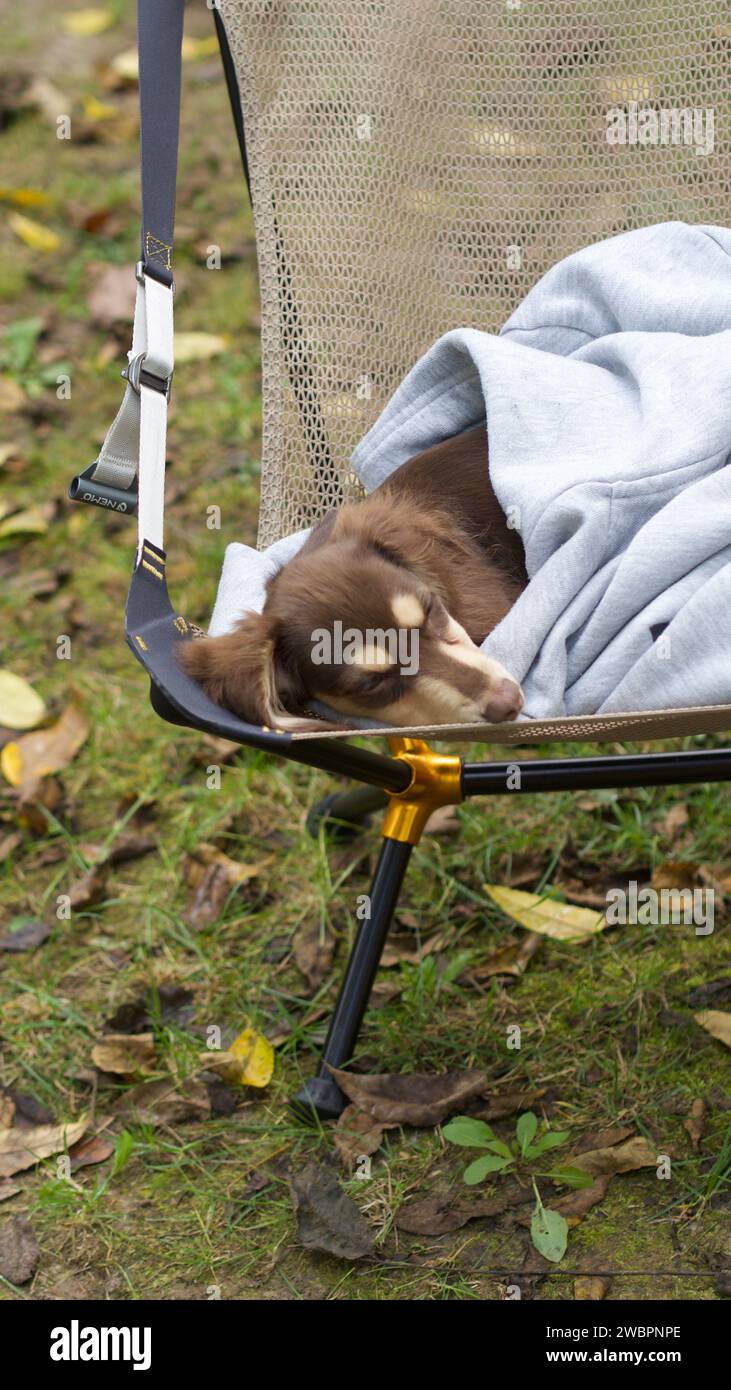 An adorable domestic dog peacefully slumbers on a comfortable chair in ...