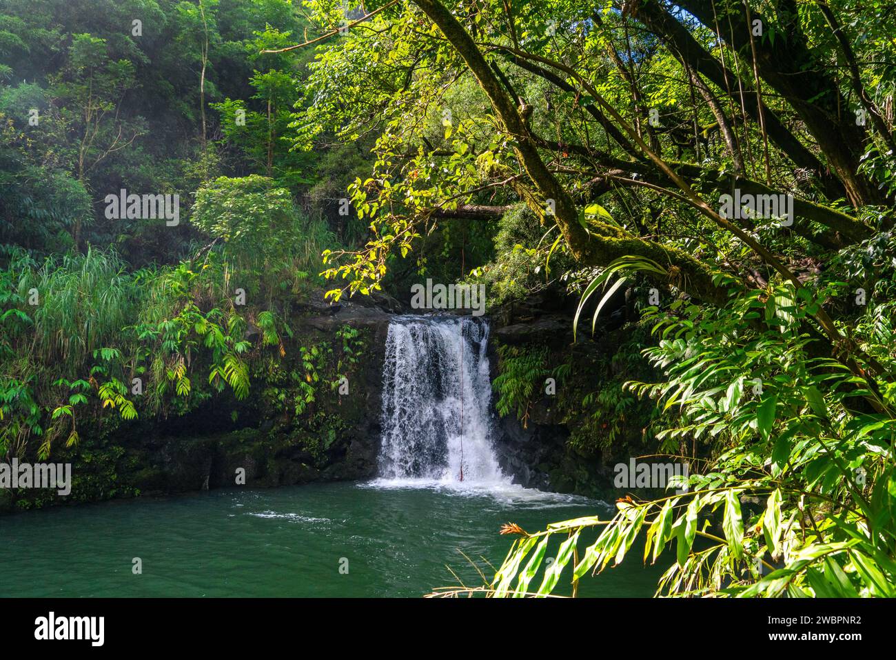 Lush Haipua'ena Falls nestled in Maui's vibrant rainforest, a ...