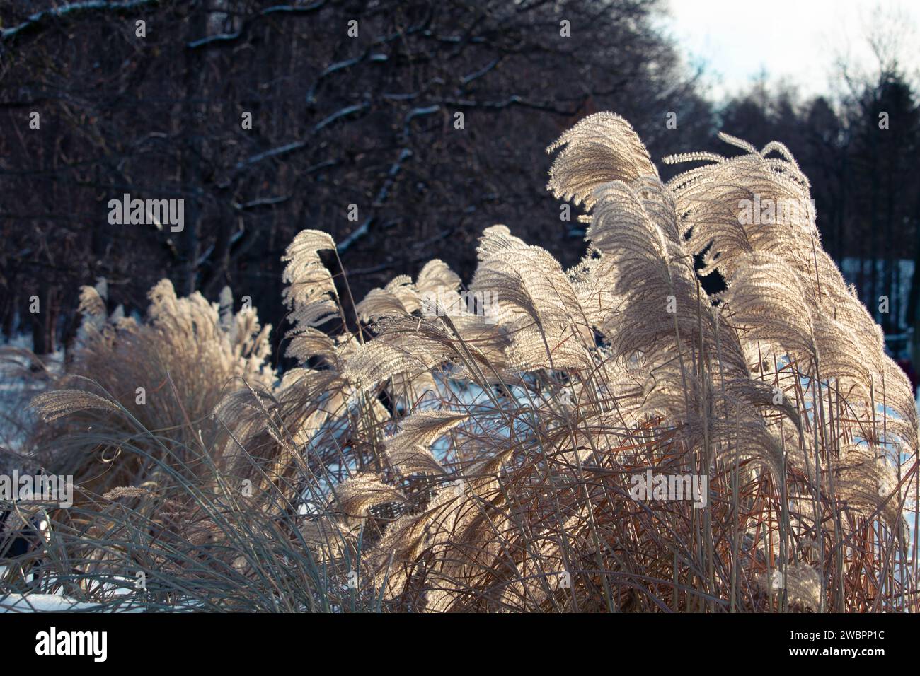 Dry grass sways in the wind in the sun in winter. Beige reed. Beautiful ...