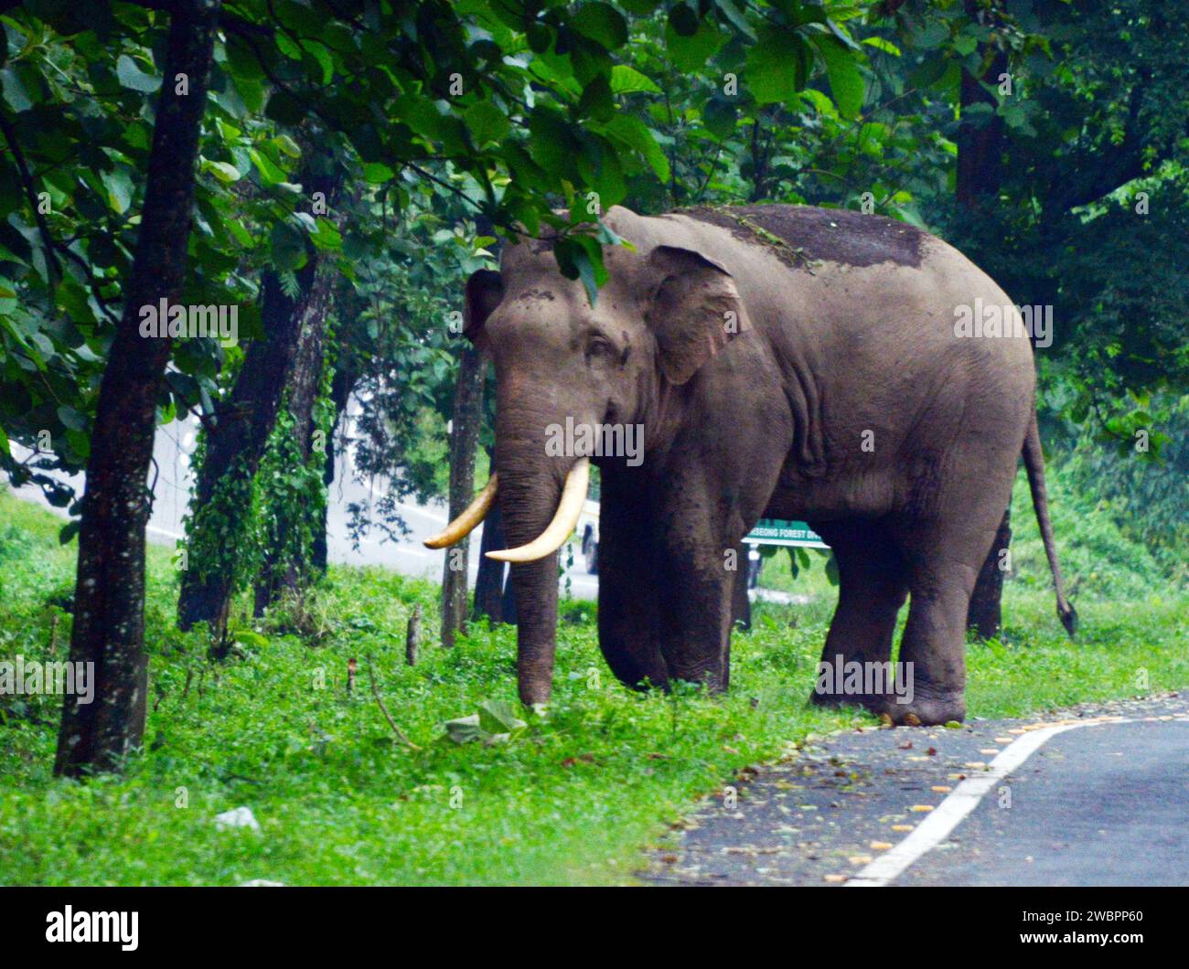 Mahananda wildlife sanctuary hi-res stock photography and images - Alamy
