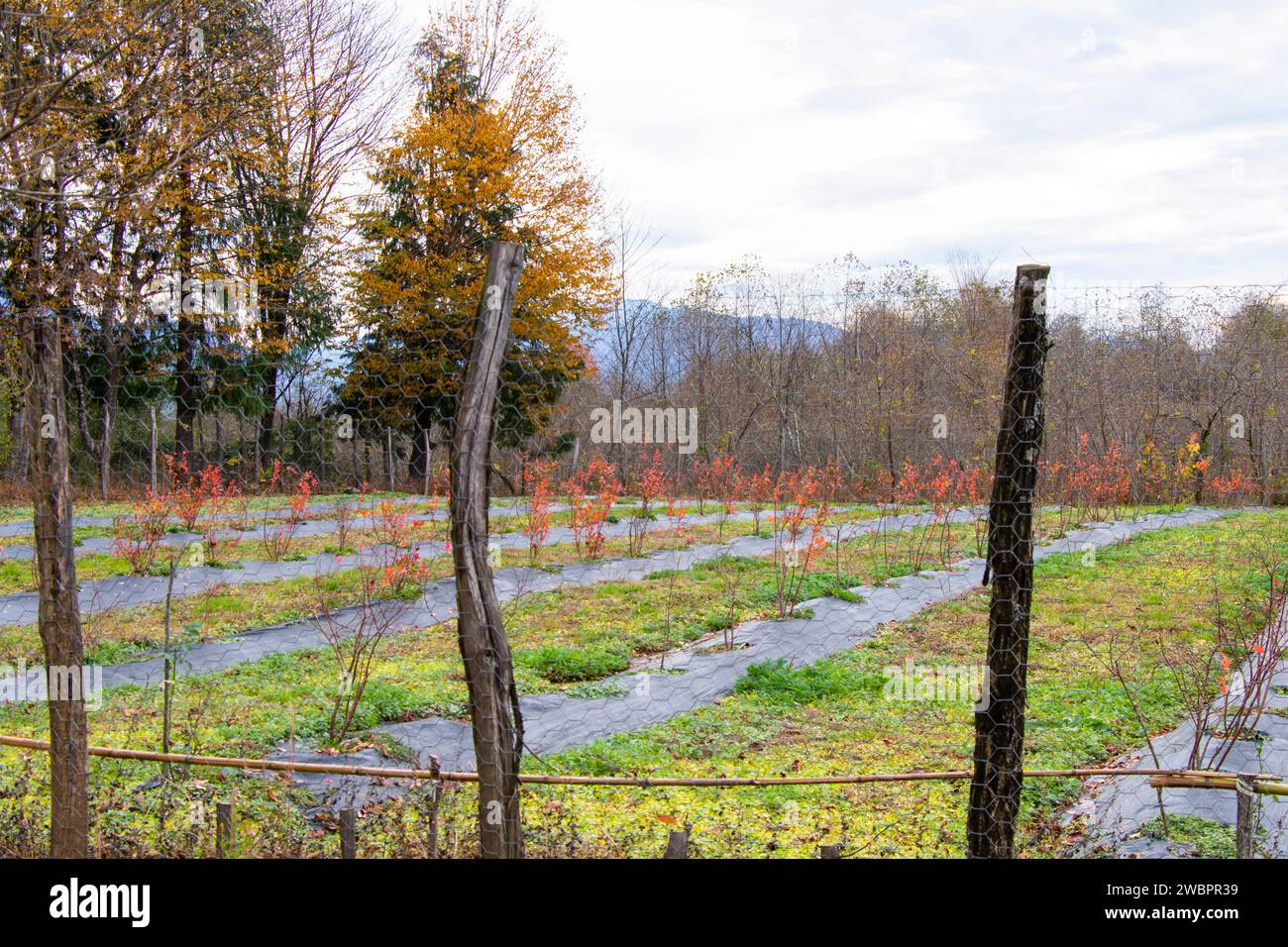 Blueberry plantation, field in the farm Stock Photo - Alamy