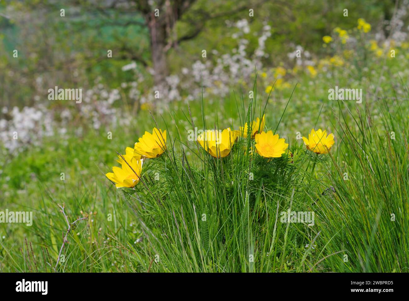 yellow Adonis vernalis wildflowers in early spring Stock Photo - Alamy