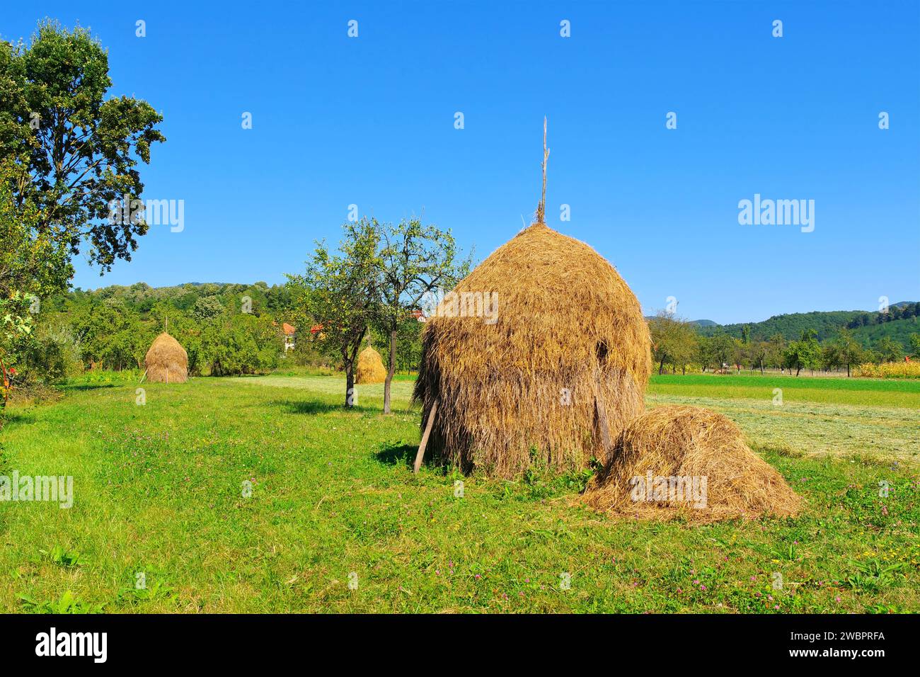 typical haystacks in a field in Romania Stock Photo - Alamy