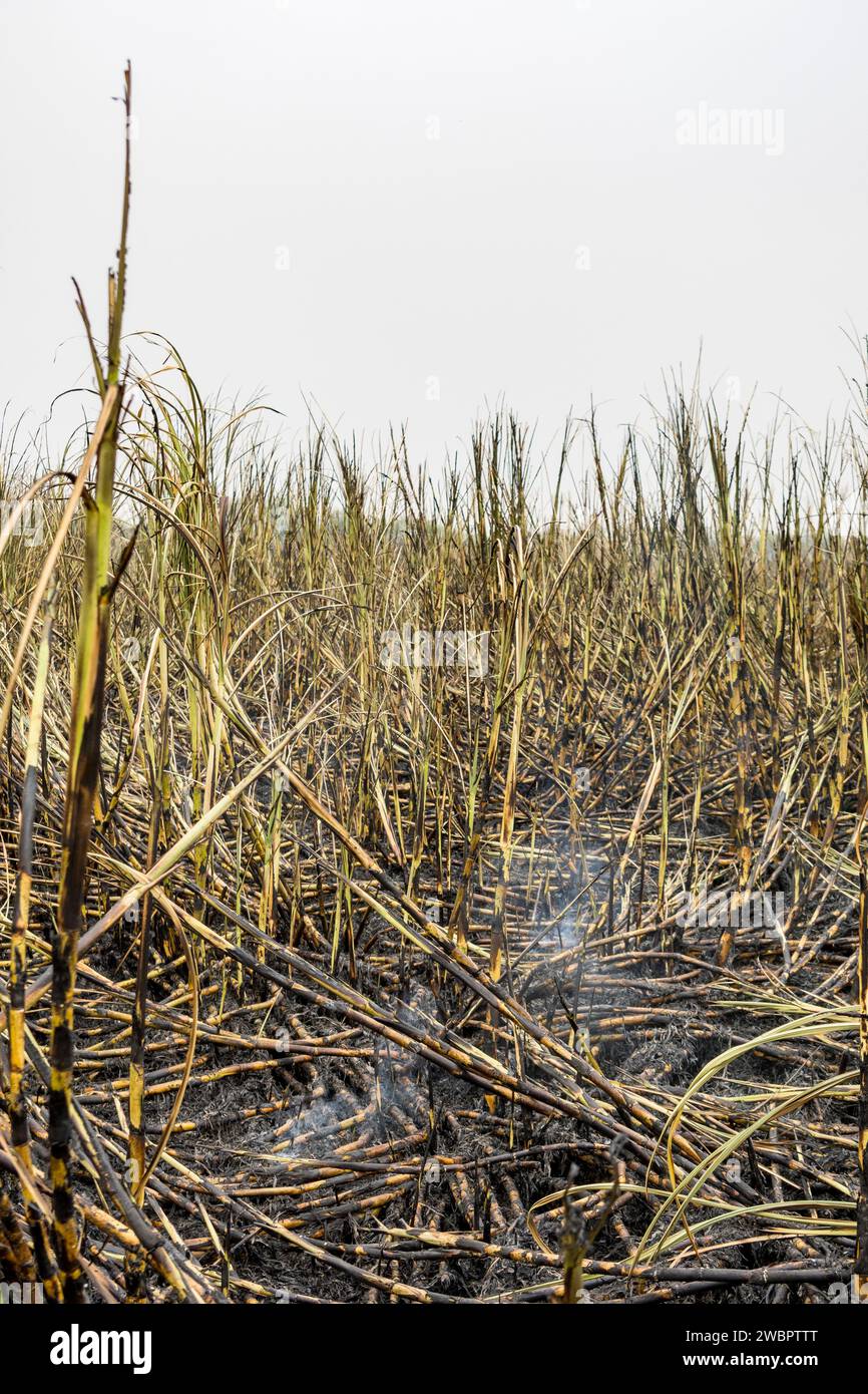 West Africa, Senegal, Richard Toll sugar plantation. Here the cane has ...