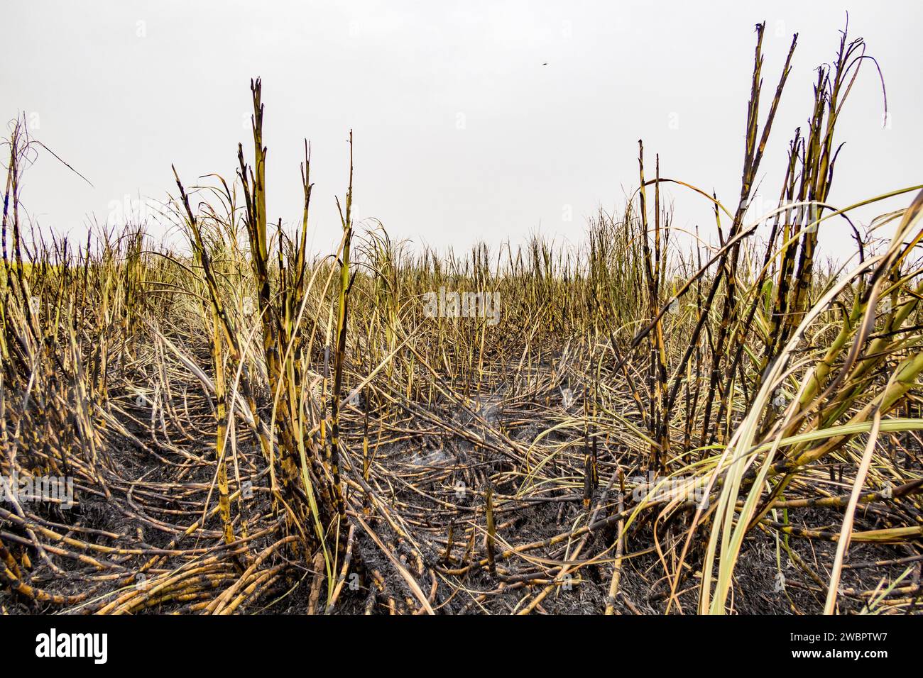 West Africa, Senegal, Richard Toll sugar plantation. Here the cane has ...