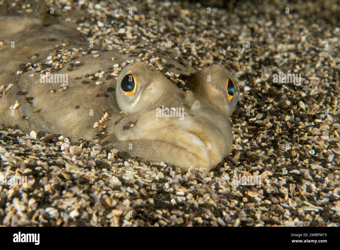 Flatfish plaice seabed hi-res stock photography and images - Alamy