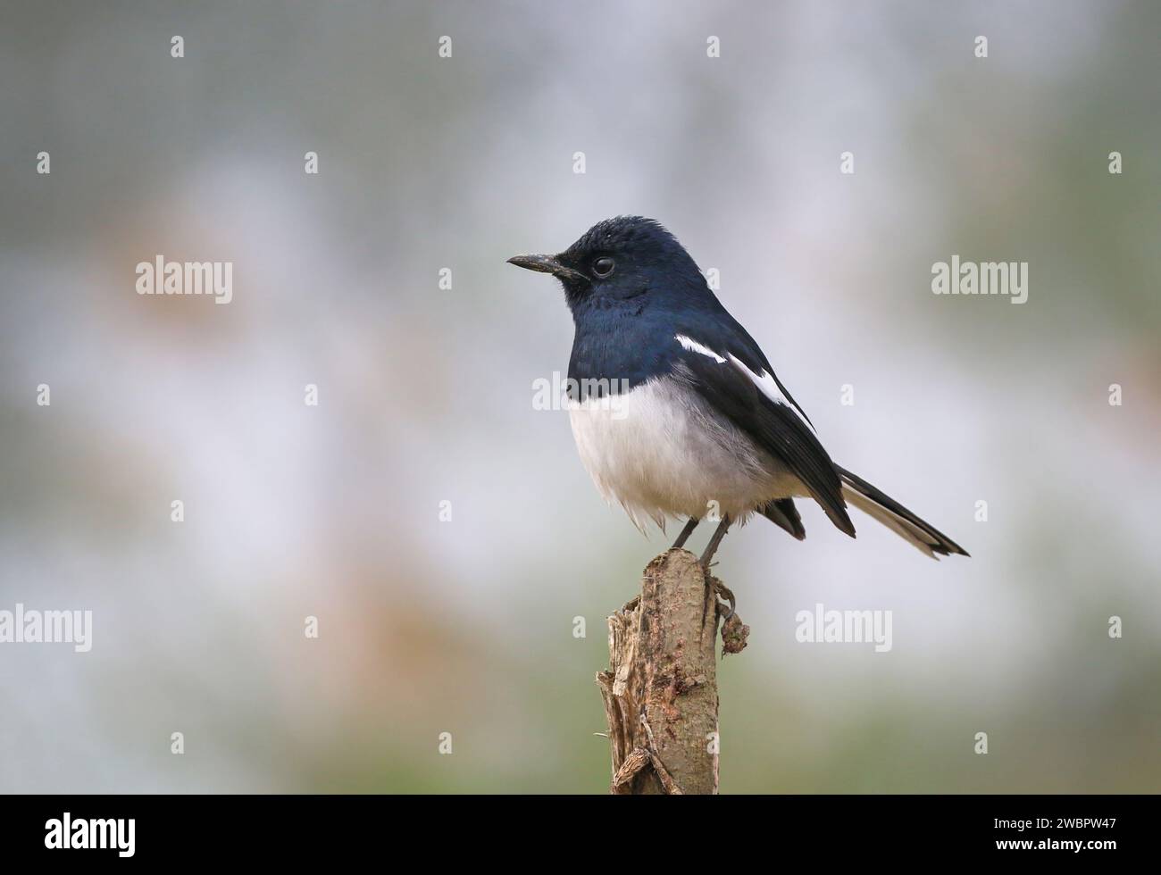 Indian robin plumage hi-res stock photography and images - Alamy