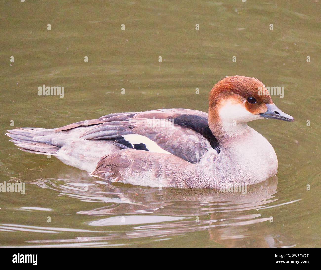 Smew duck hi-res stock photography and images - Alamy
