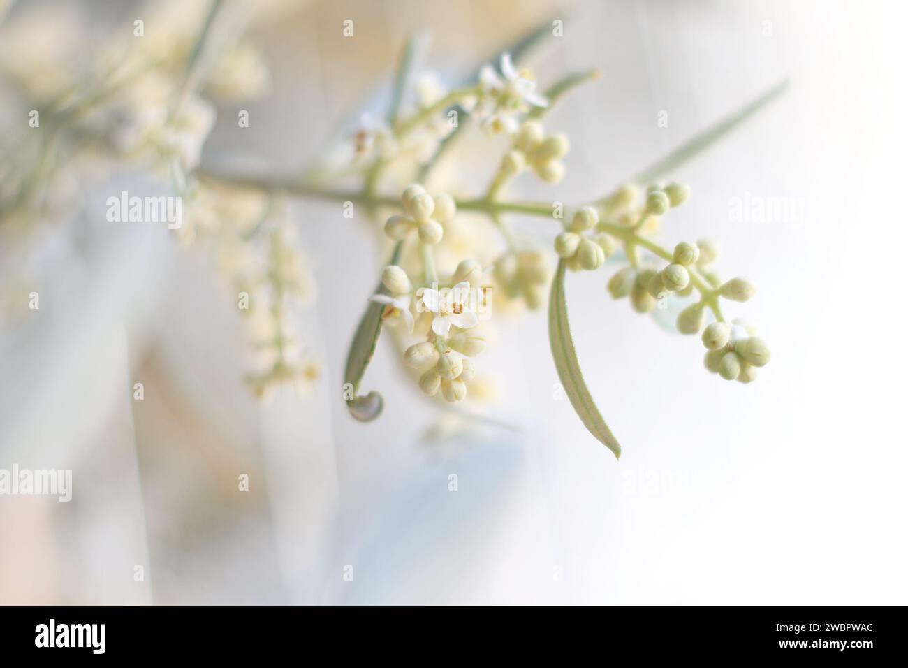 Closeup of a flowering olive tree branch with buds and flowers Stock ...