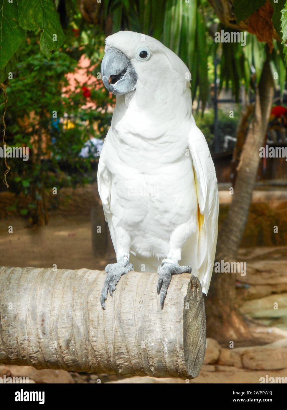 parrot white Cockatoo Sulphur crested bird in zoo park Stock Photo - Alamy