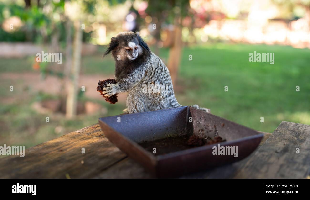 Cheeky Monkey Contemplating After Stealing a Piece of Cake Stock Photo ...