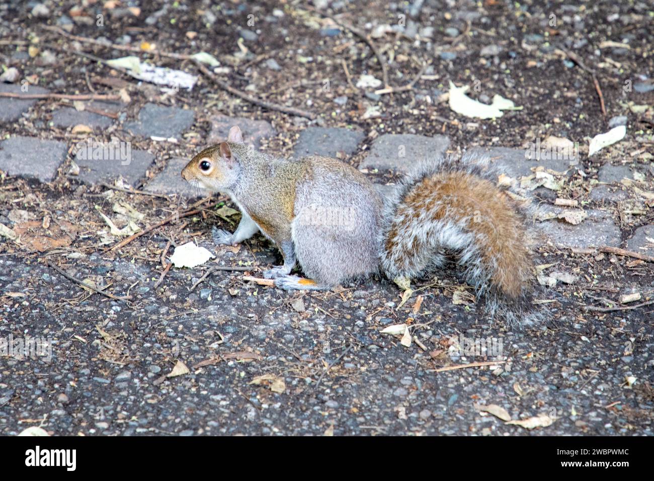 squirrel in the street urban park at the foot of a tree Stock Photo - Alamy