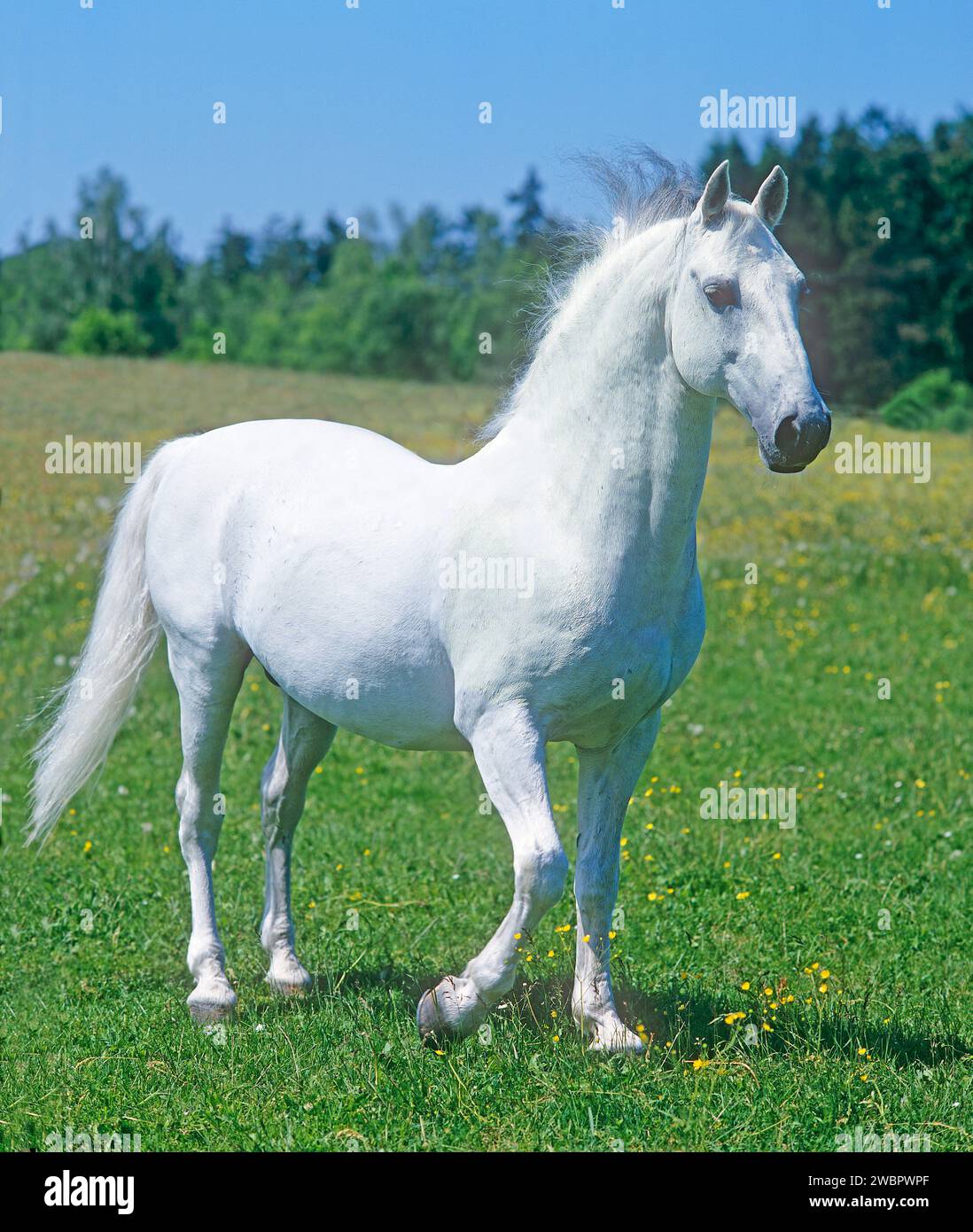 Lipizzaner stallion of the Neapolitano blood line, born and raised at ...