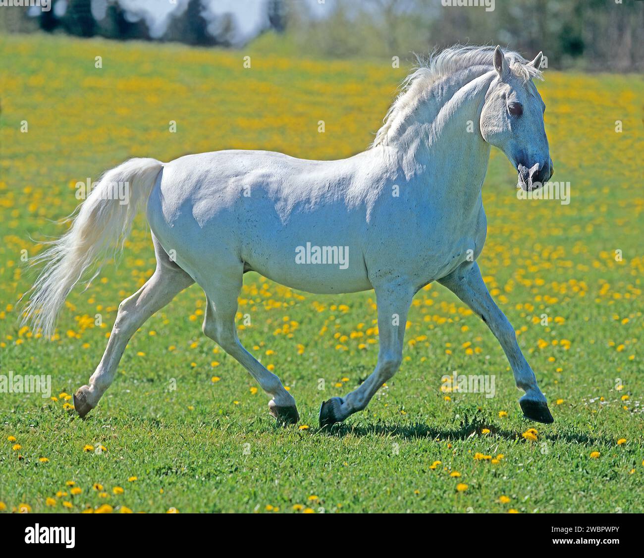 Lipizzaner stallion of the Neapolitano blood line, trotting in spring ...