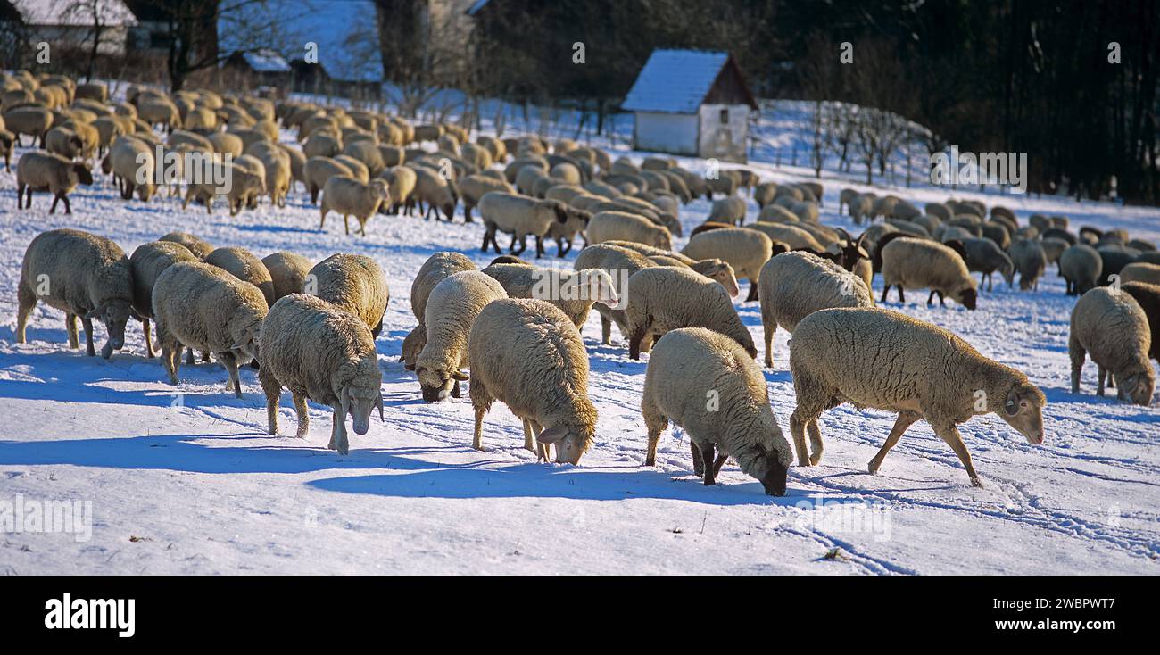 Weisse bergschafe hi-res stock photography and images - Alamy
