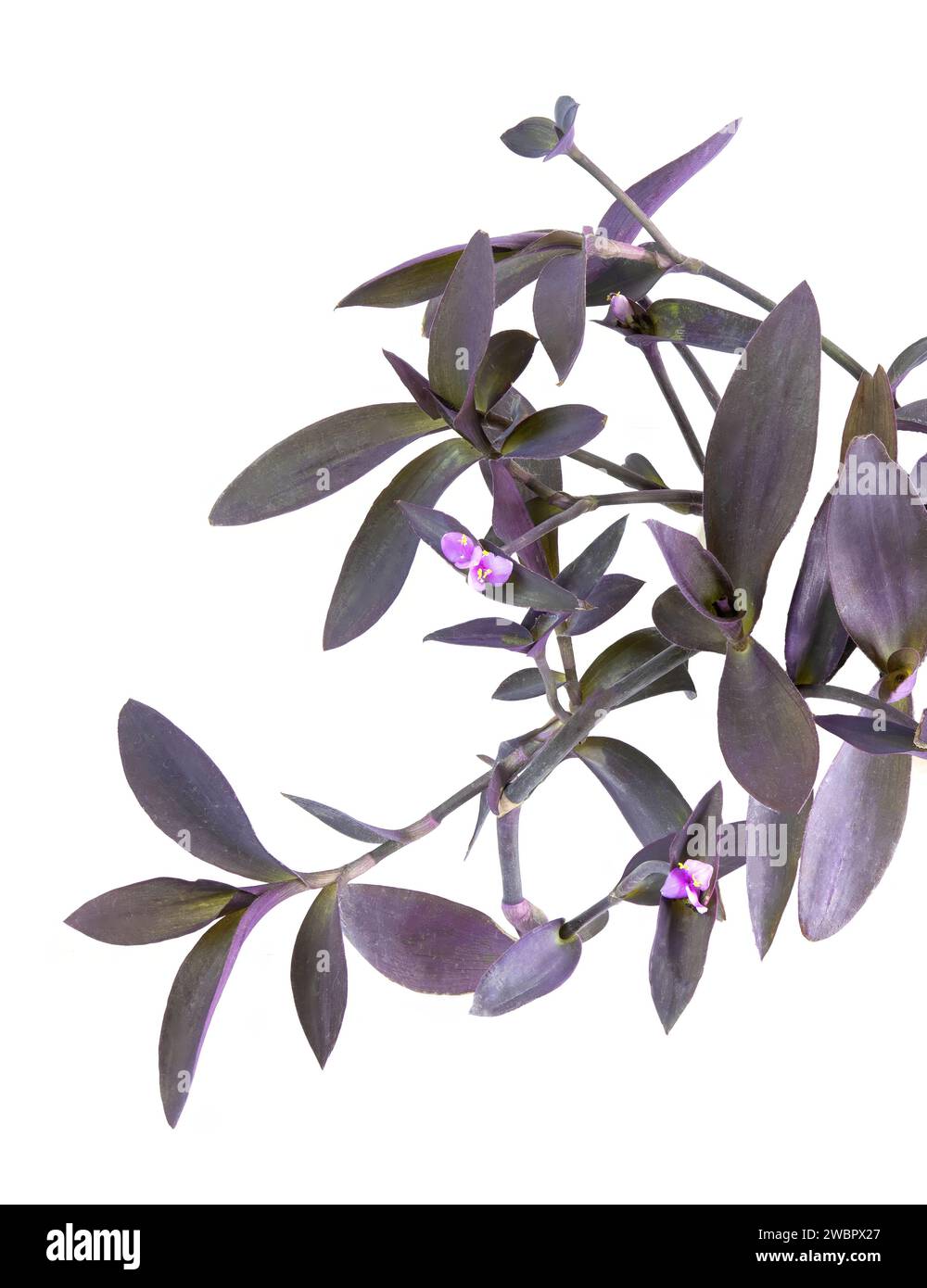 vibrant purple leaf of Tradescantia pallida plant, ornamental plant ...